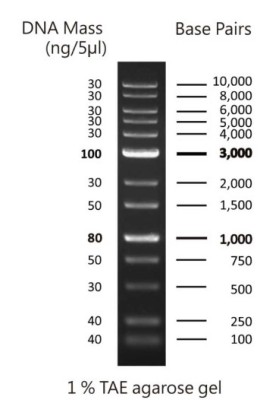 FastGene 1 kb DNA Ladder Plus ready to use (bromophenol blue) | ABO